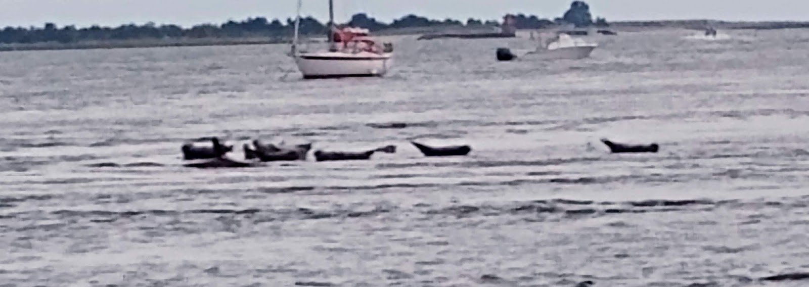 Life on Half-tide Rocks – SV Fayaway